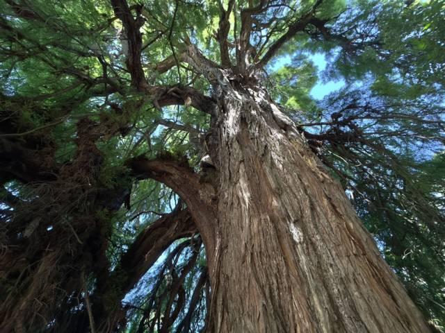 "El palo huérfano", un ahuehuete con un tronco de 10 metros de diámetro ...