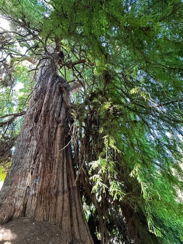 "El palo huérfano", un ahuehuete con un tronco de 10 metros de diámetro ...