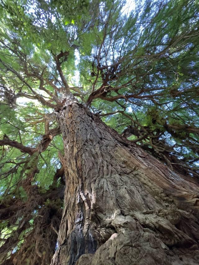"El palo huérfano", un ahuehuete con un tronco de 10 metros de diámetro ...