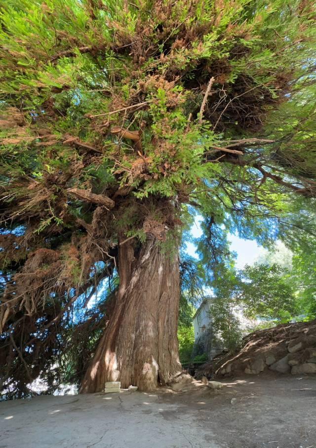 "El palo huérfano", un ahuehuete con un tronco de 10 metros de diámetro ...