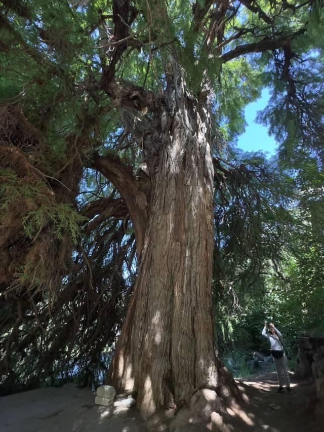 "El palo huérfano", un ahuehuete con un tronco de 10 metros de diámetro ...