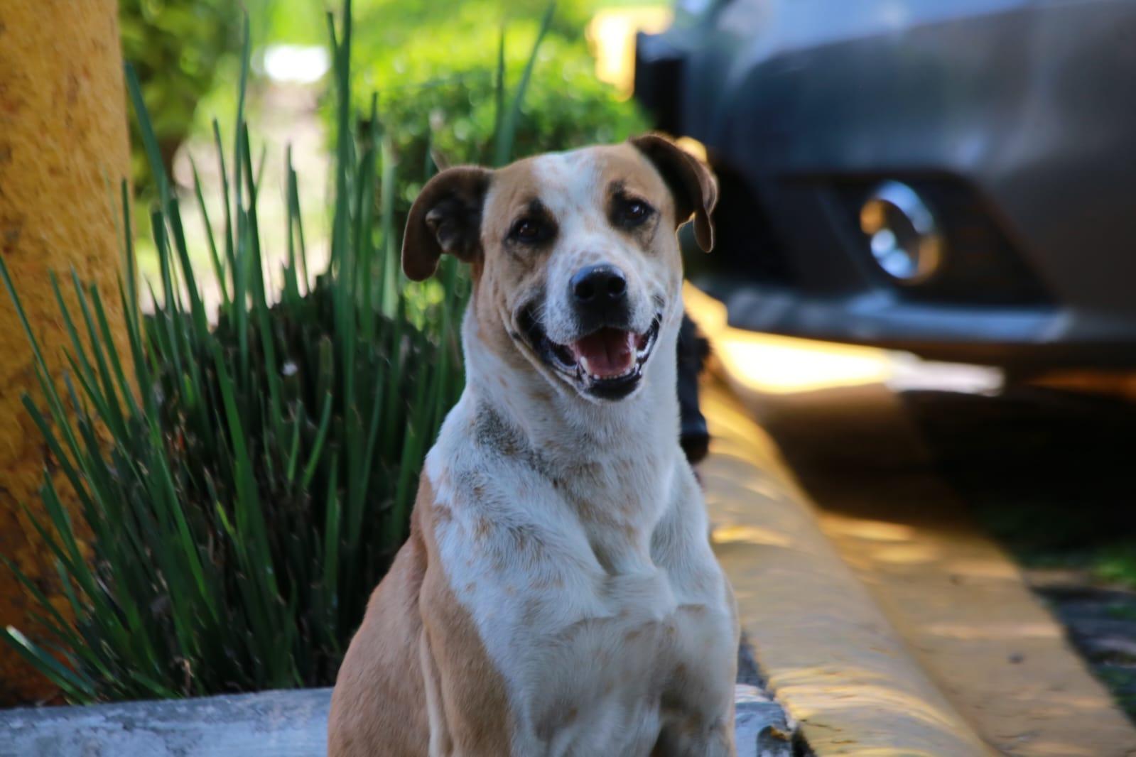 Hoy Se Celebra El Día Del Perro Callejero E Tlaxcala Mx