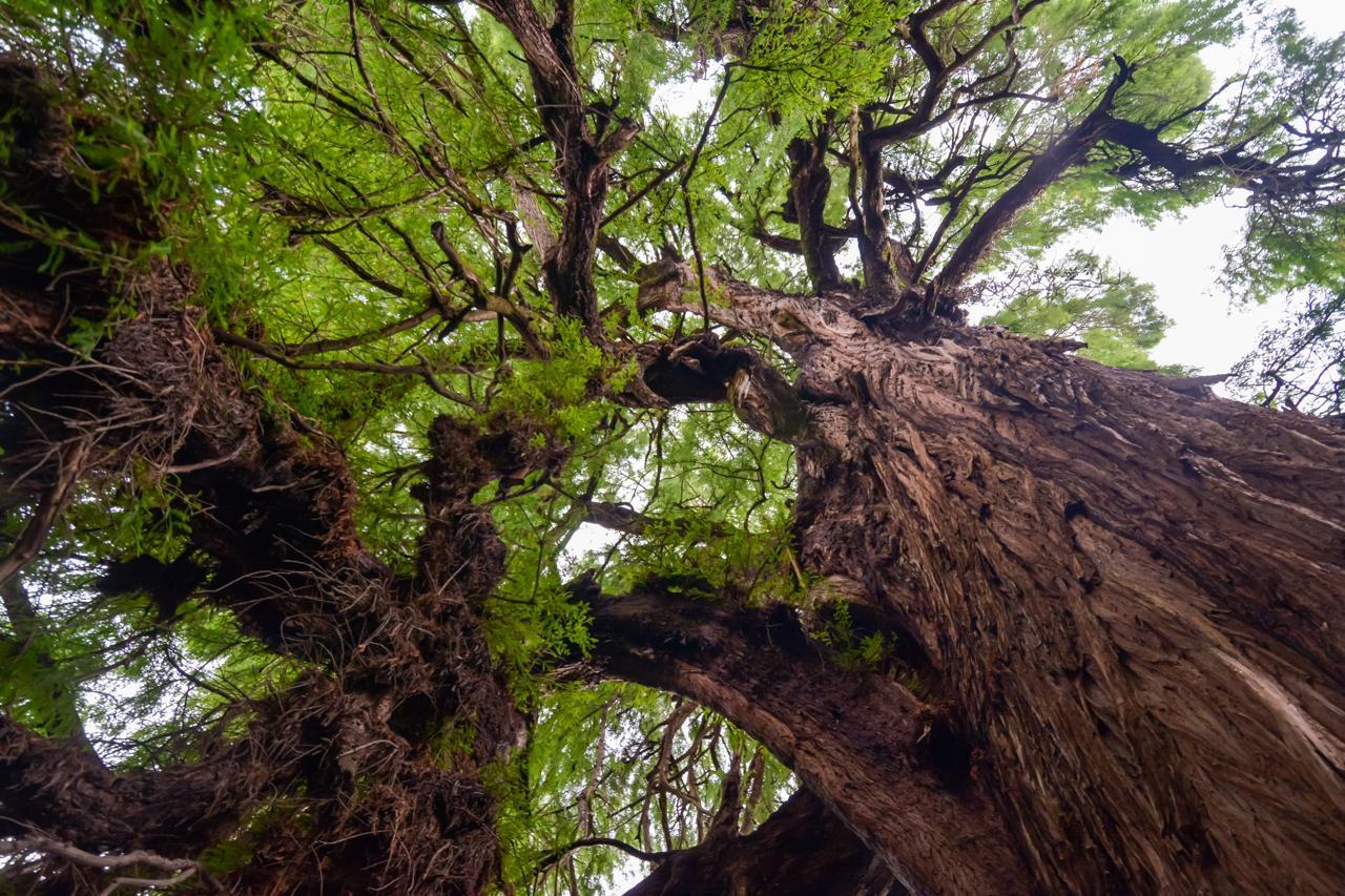 El Ahuehuete de Amaxac: Un Tesoro Natural de 500 Años | e-tlaxcala.mx