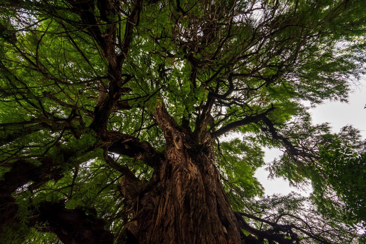 El Ahuehuete de Amaxac: Un Tesoro Natural de 500 Años | e-tlaxcala.mx