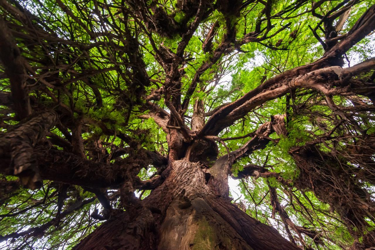 El Ahuehuete de Amaxac: Un Tesoro Natural de 500 Años | e-tlaxcala.mx